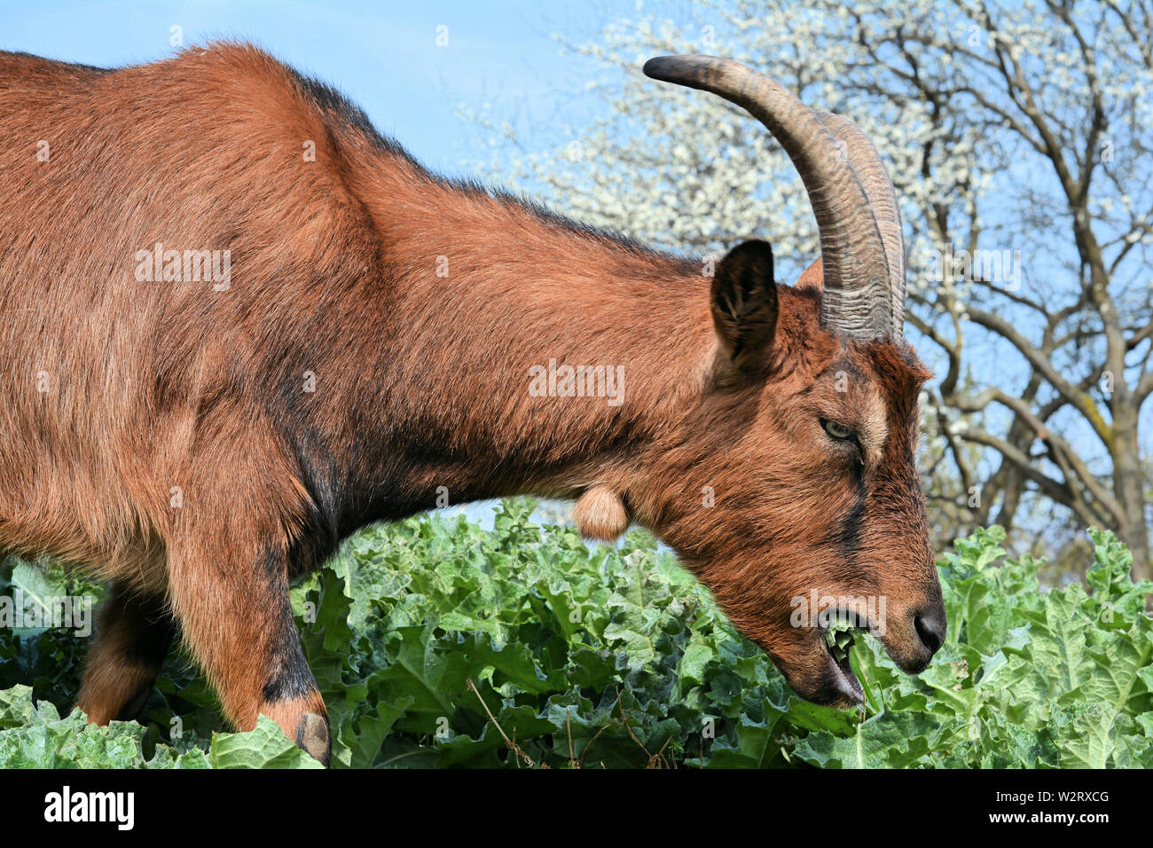 Goat feeding eating chewing hi-res stock photography and images - Alamy