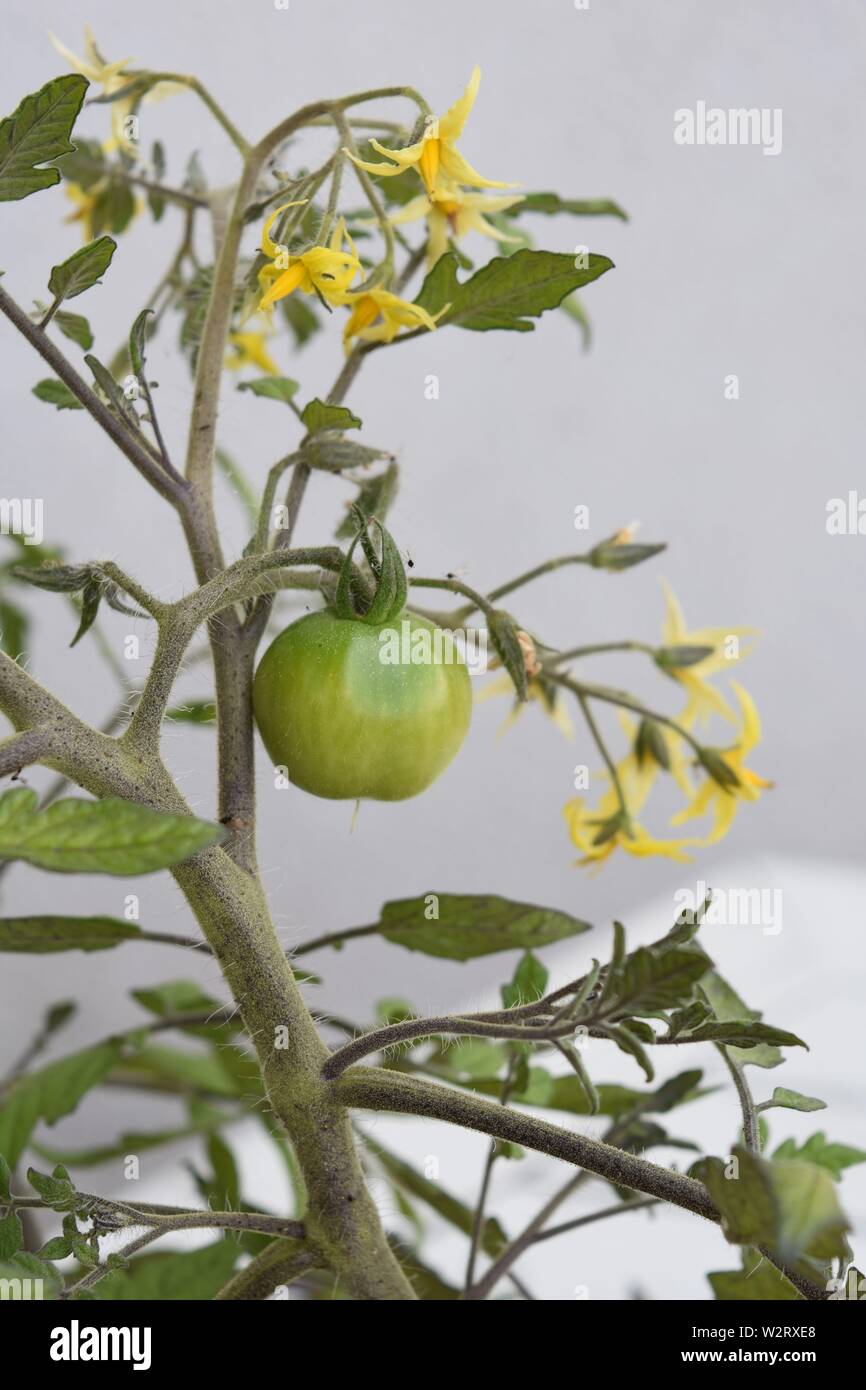 Single flower of tomato hi-res stock photography and images - Alamy