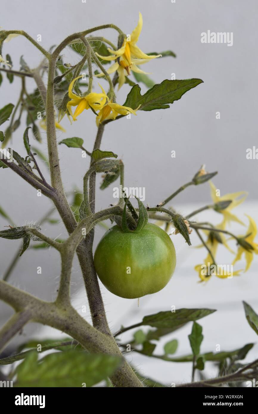 Single green tomato in kitchen garden Stock Photo - Alamy