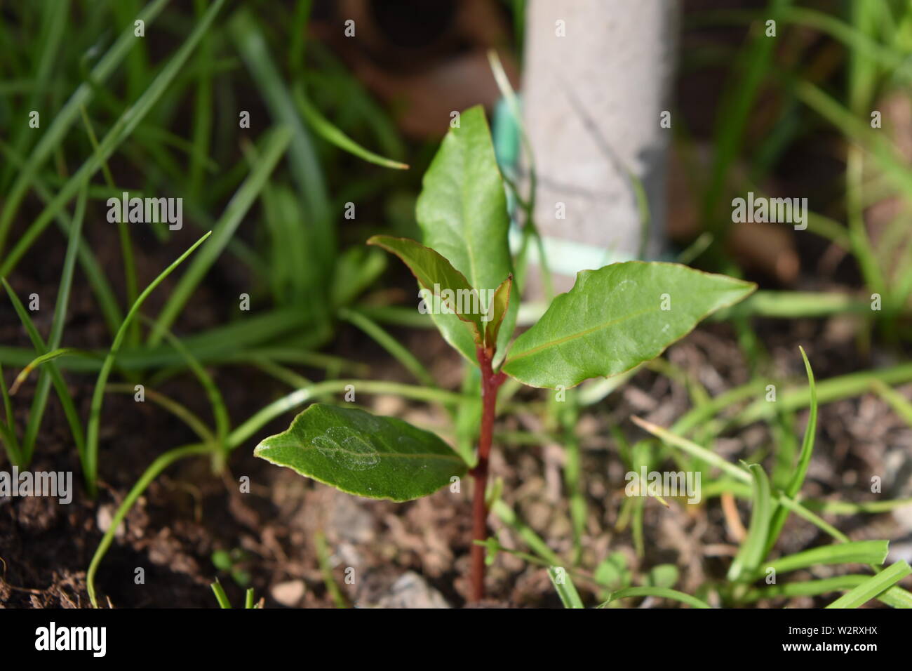 Small laurus nobilis hi-res stock photography and images - Alamy
