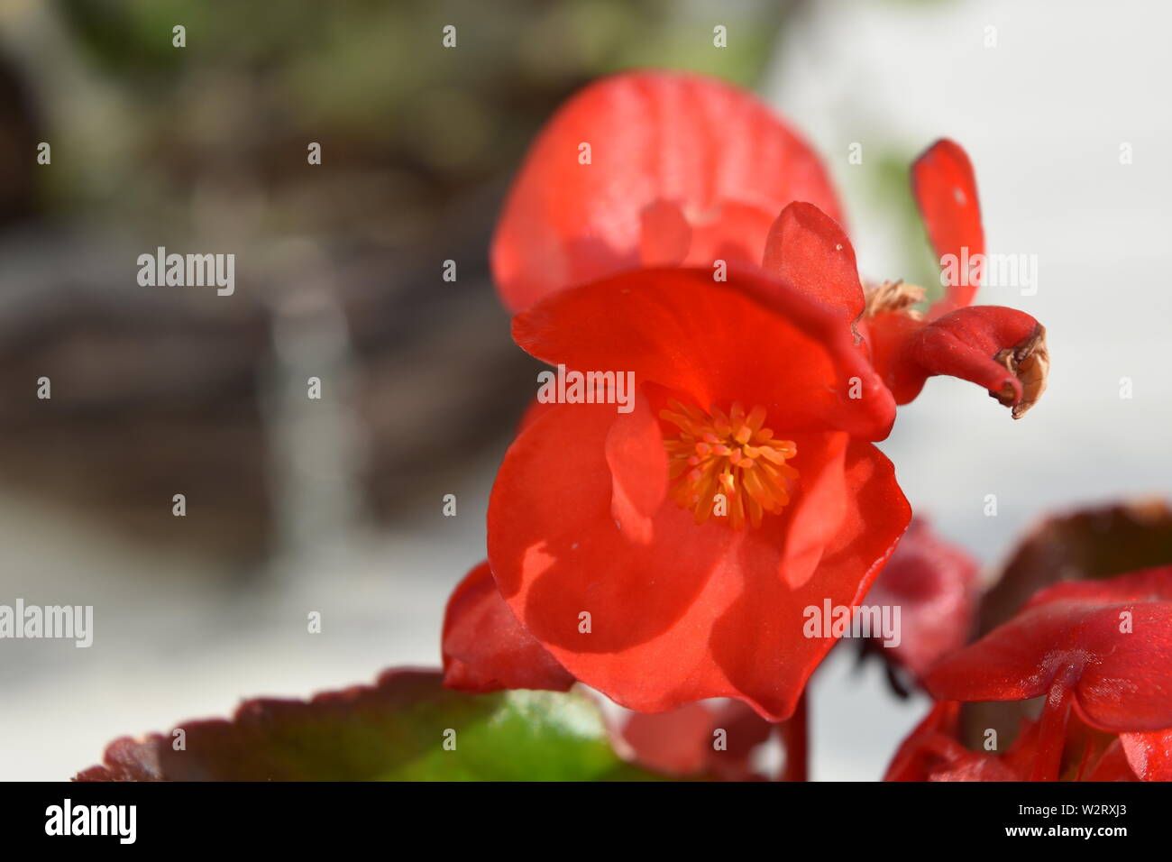 Bright red begonia Stock Photo - Alamy