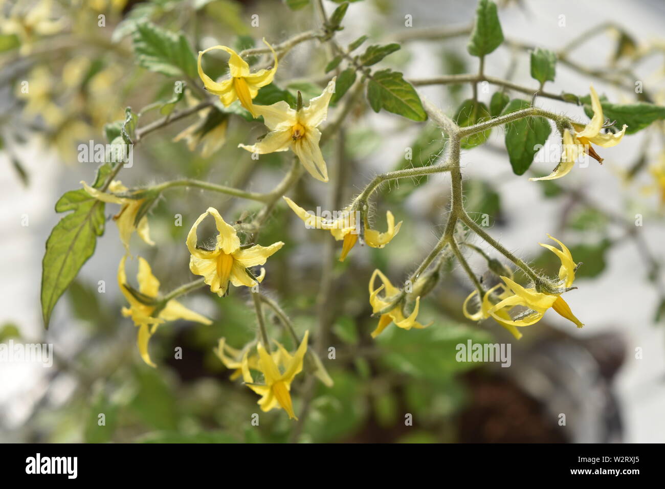 Tomato plant flowering Stock Photo - Alamy