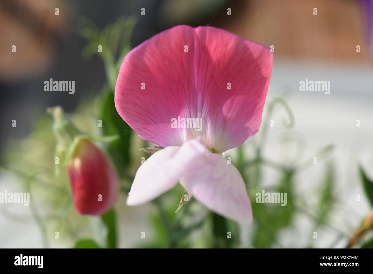 Flowering sweet pea home grown Stock Photo - Alamy