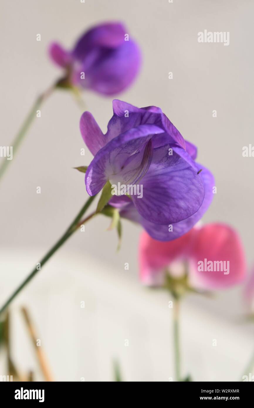 Flowering sweet pea home grown Stock Photo - Alamy