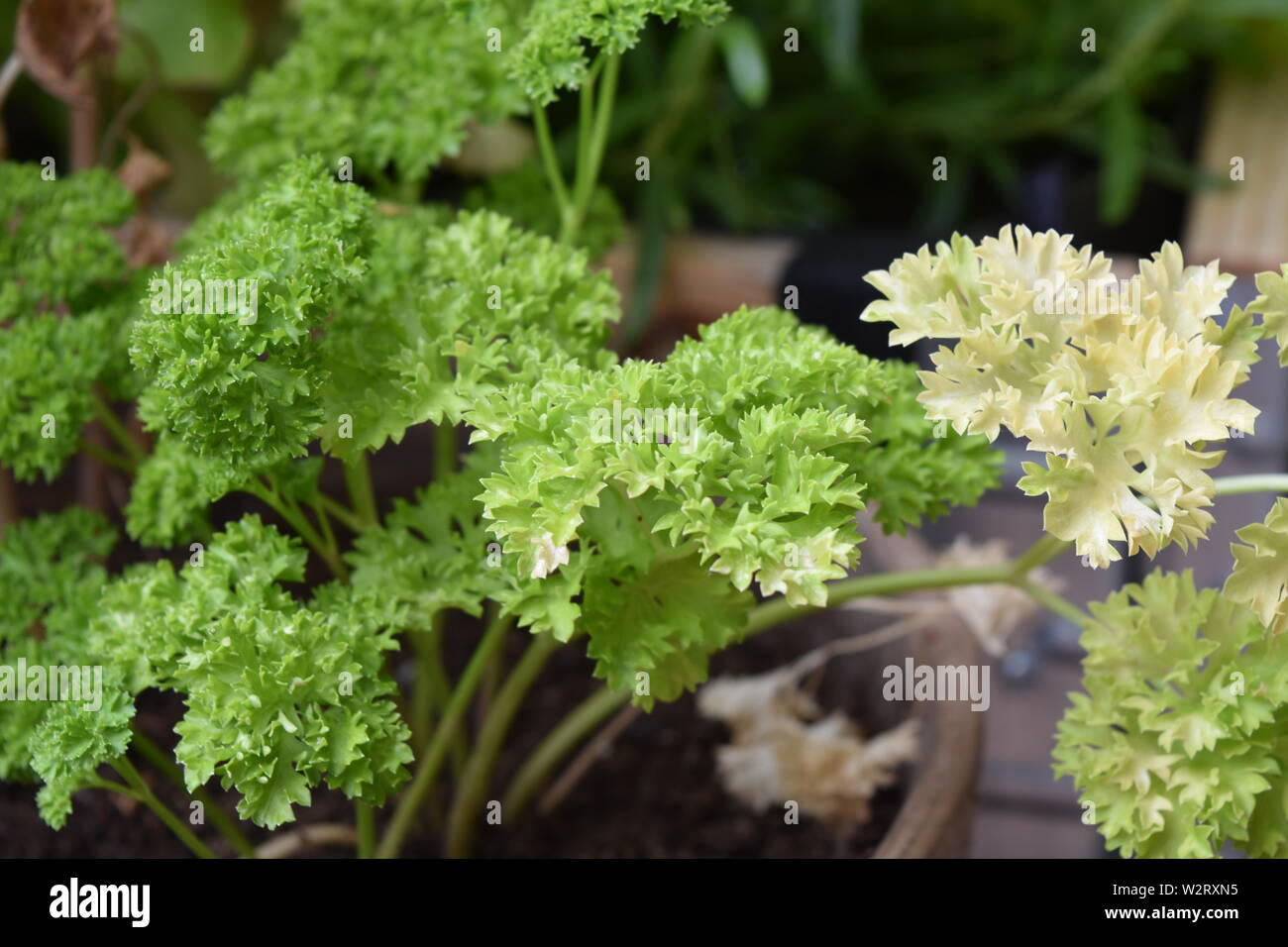 British parsley hi-res stock photography and images - Alamy