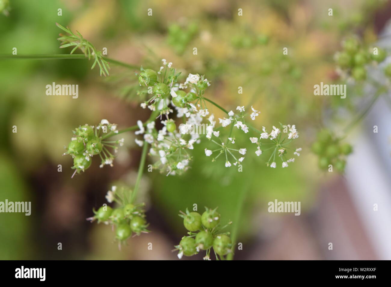 Corriander plant flowering hi-res stock photography and images - Alamy