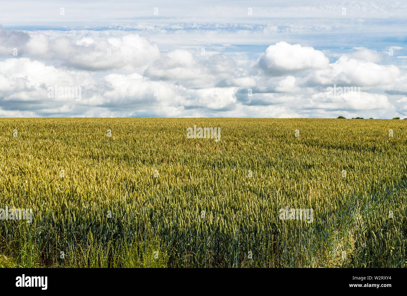 Cornfields in the Vale of Glamorgan south Wales on a sunny summer day ...