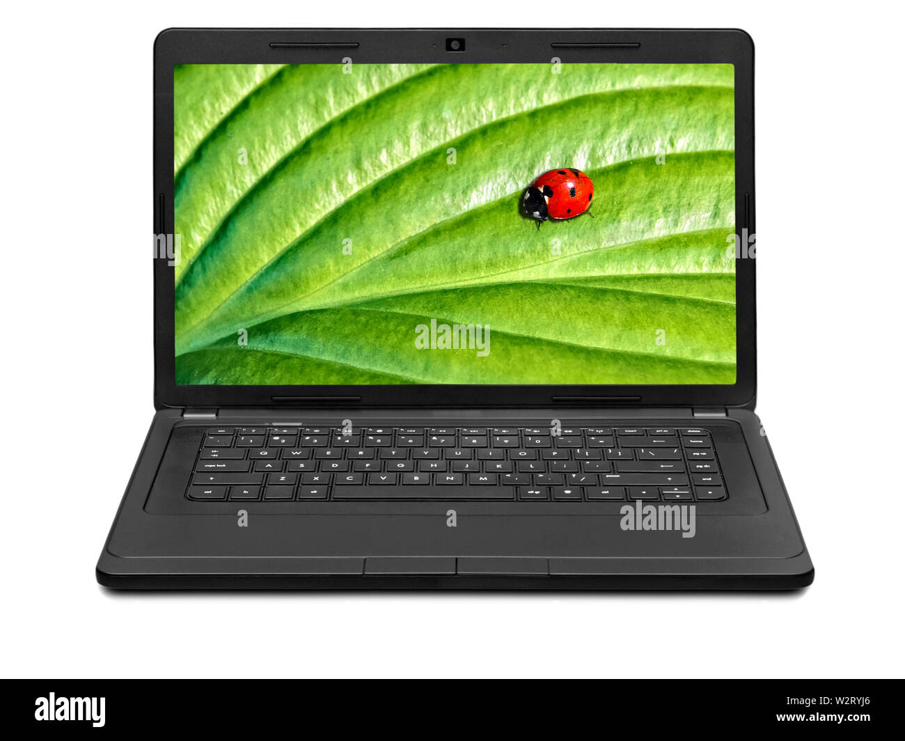 Ladybug on laptop screen isolated on white background on laptop screen ...