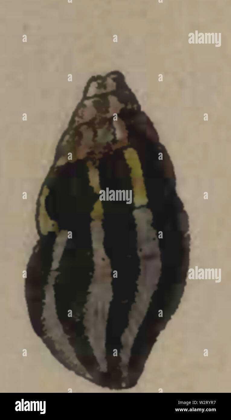 Clavus cantharis 001 Stock Photo - Alamy