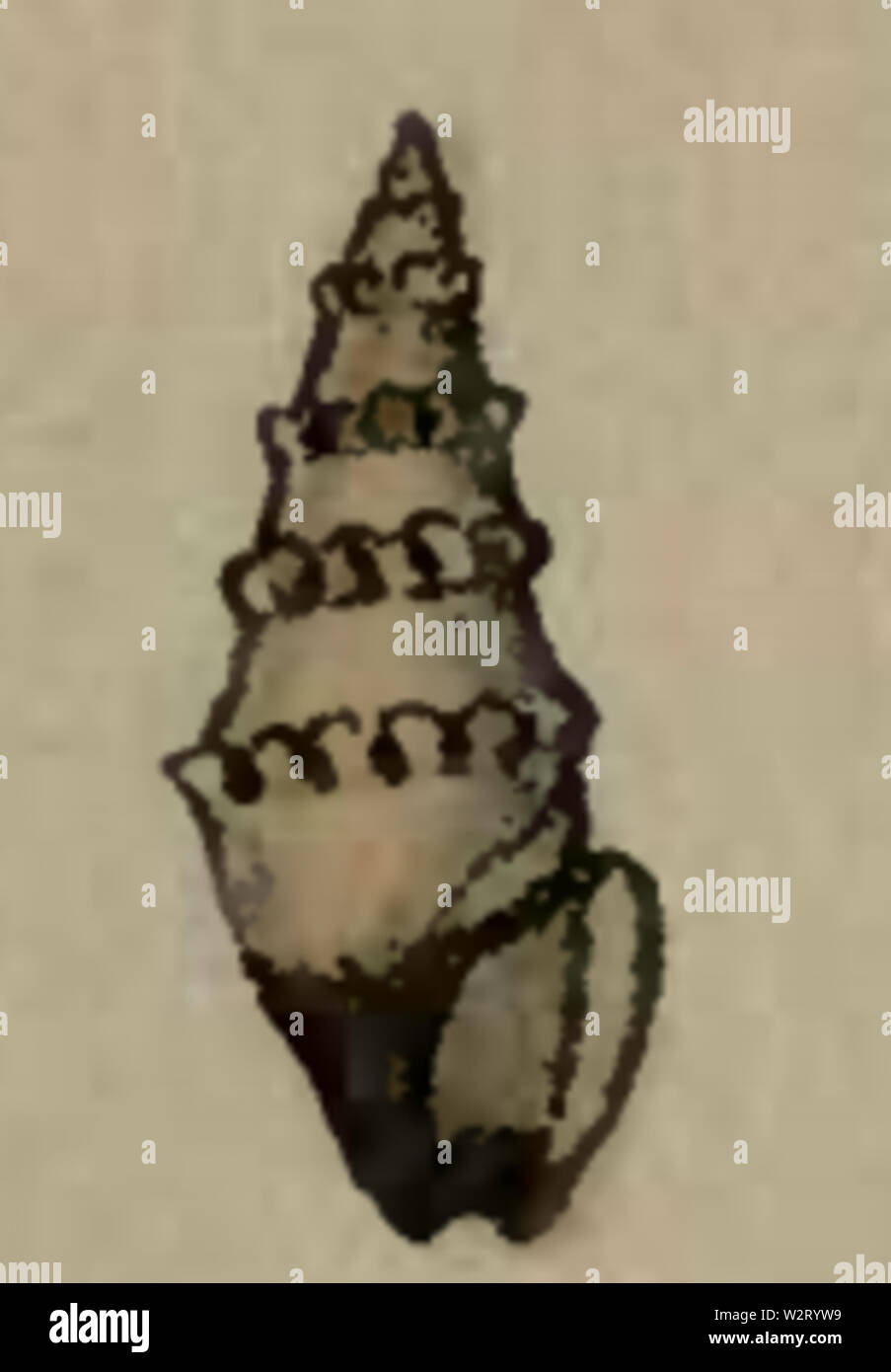 Clavus wilmeri 001 Stock Photo - Alamy