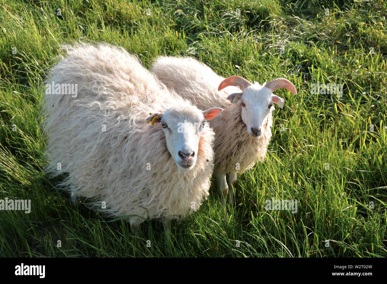 two sheep in a meadow Stock Photo - Alamy
