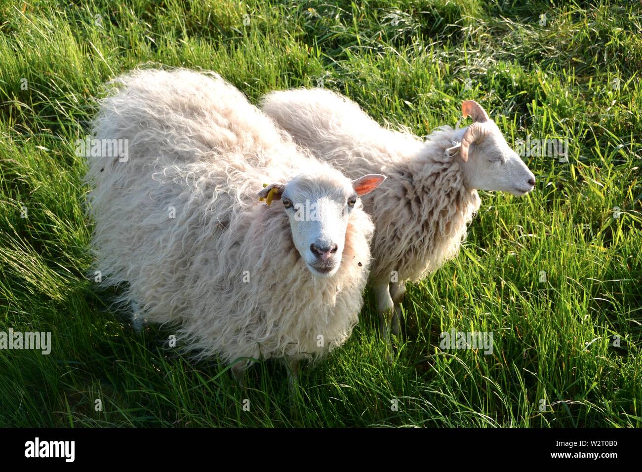 Two sheeps grazing hi-res stock photography and images - Alamy