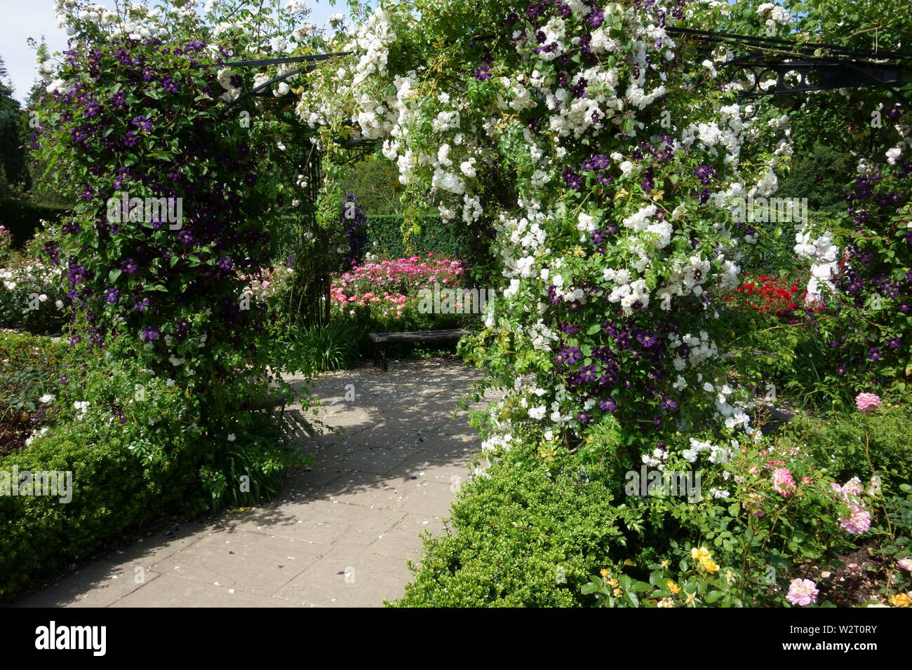 Rose garden, RHS Rosemoor, North Devon, England, UK Stock Photo - Alamy