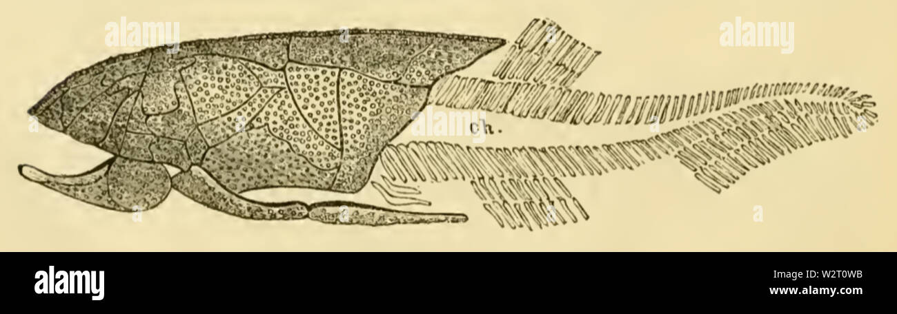 Coccosteus hi-res stock photography and images - Alamy