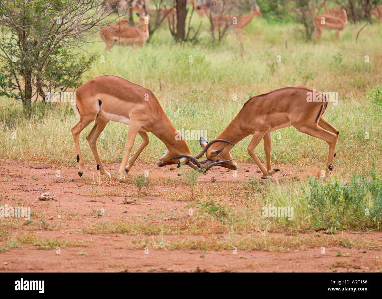 Two male common impala fighting for dominance locking horns, head bowed ...