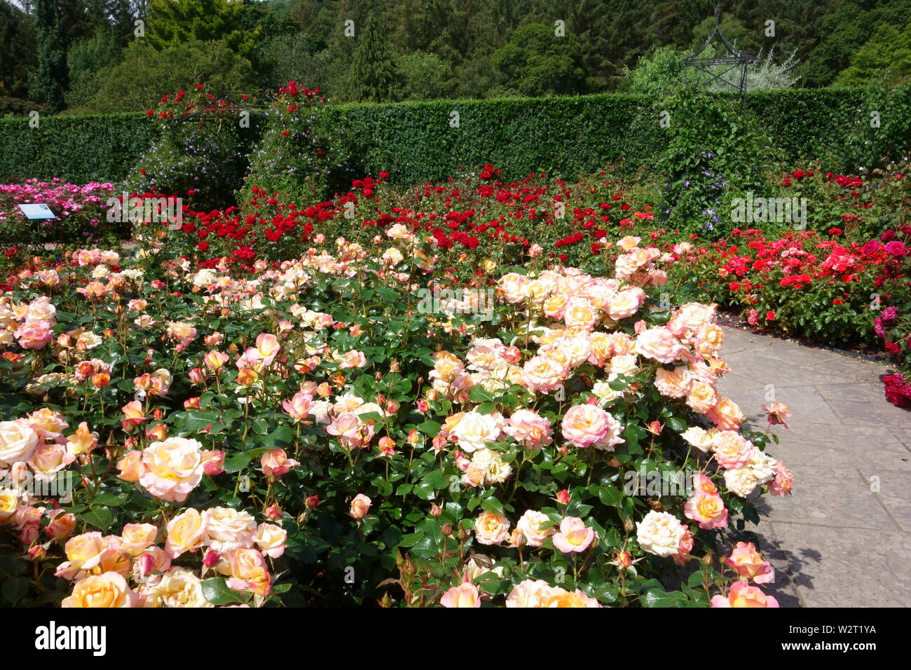 Rose garden, RHS Rosemoor, North Devon, England, UK Stock Photo - Alamy