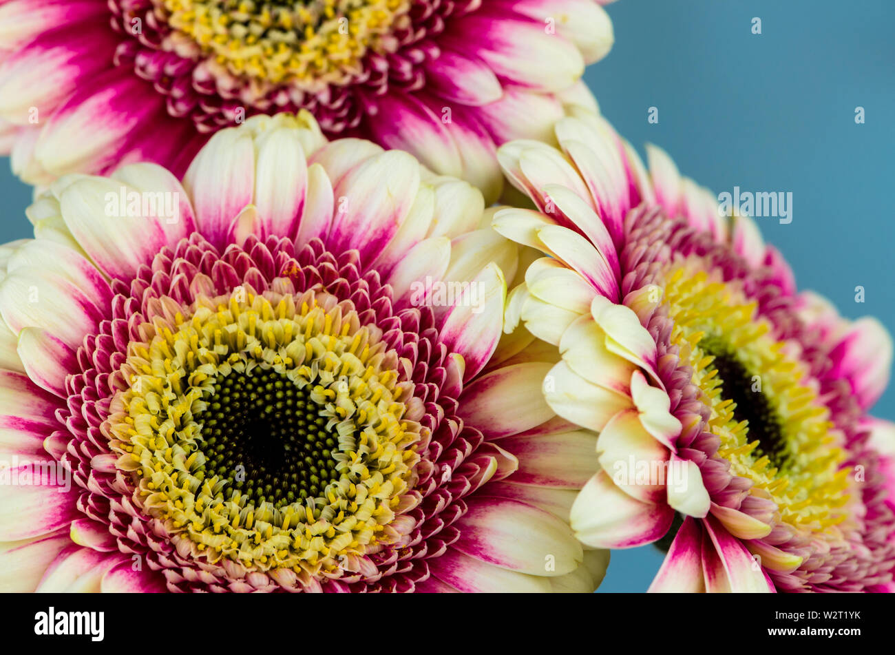 Gerber flowers hi-res stock photography and images - Alamy