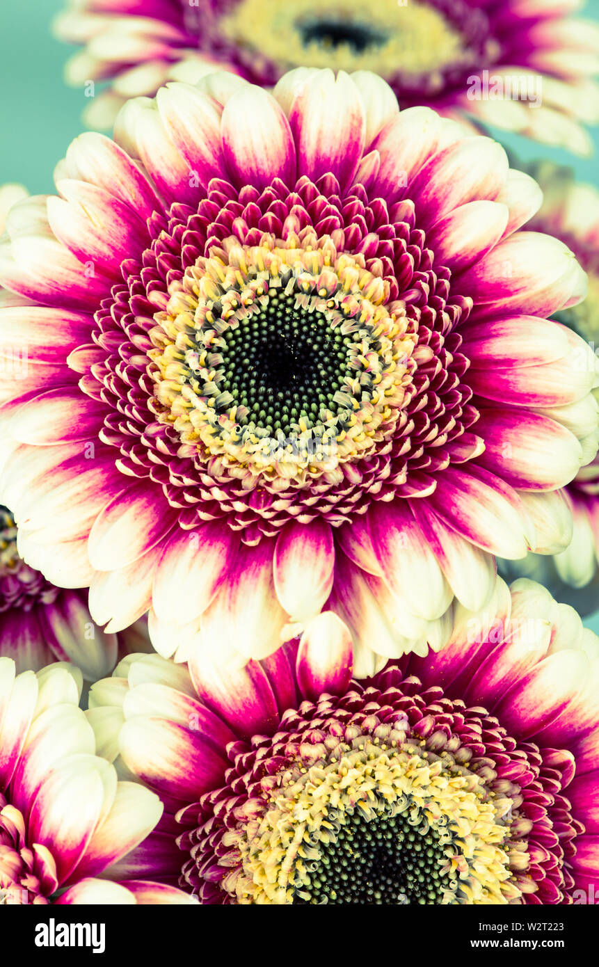 Variety of gerbera flowers hi-res stock photography and images - Alamy