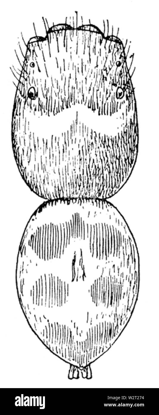 Spider jumping eyes Cut Out Stock Images & Pictures - Alamy