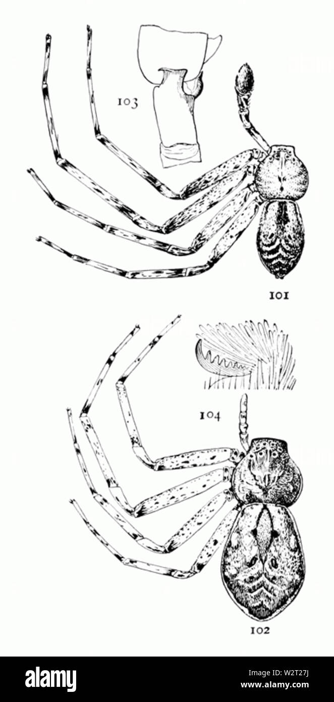 Zoology insects spiders hi-res stock photography and images - Alamy
