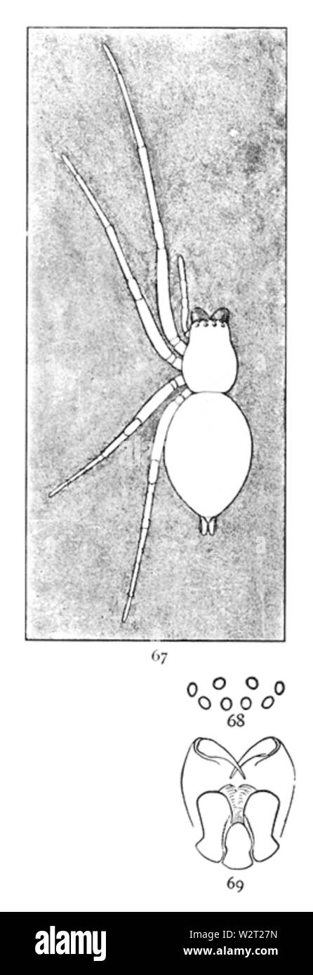 Web building spider Black and White Stock Photos & Images - Alamy