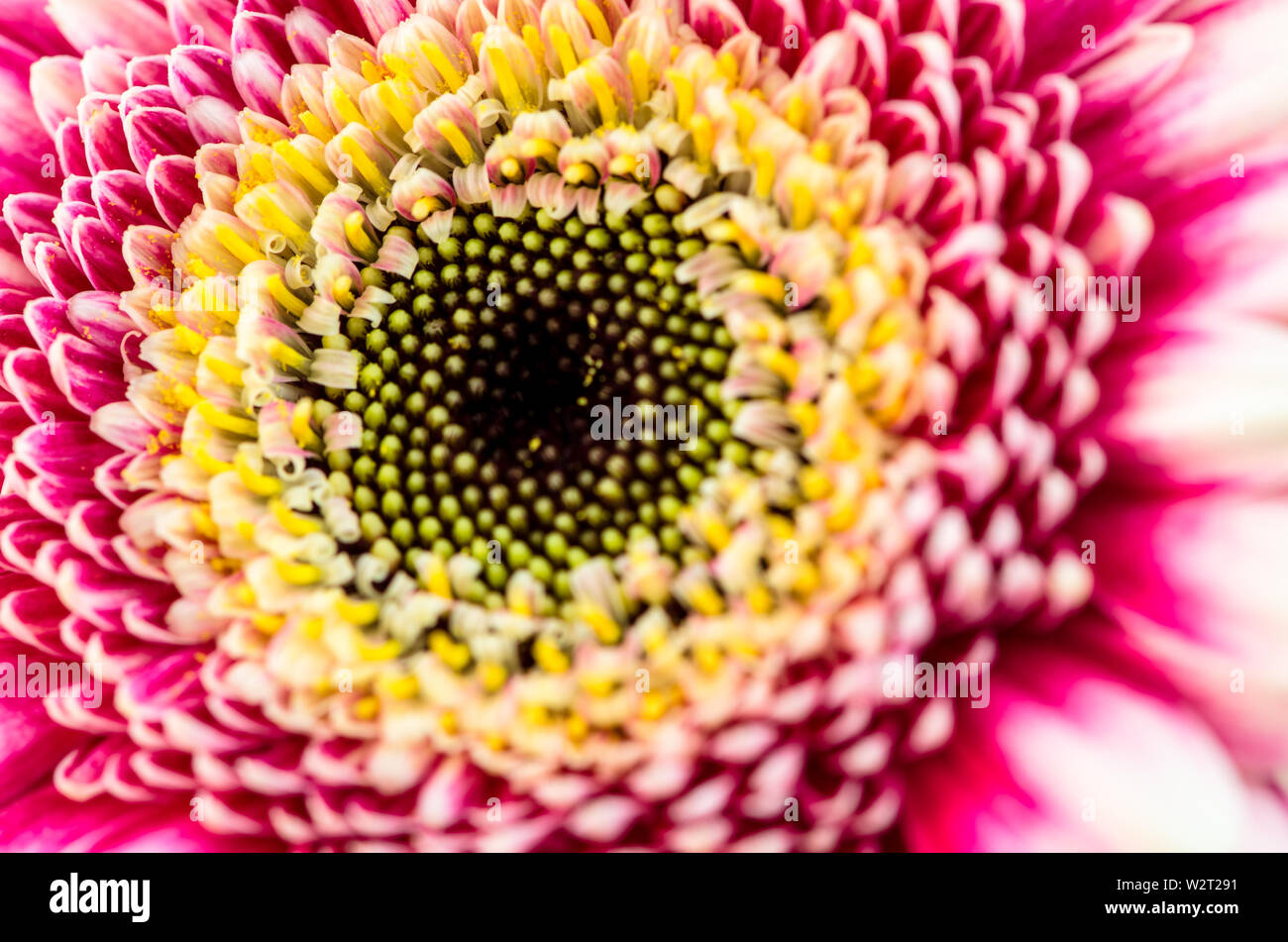 Pink gerber in detail hi-res stock photography and images - Alamy