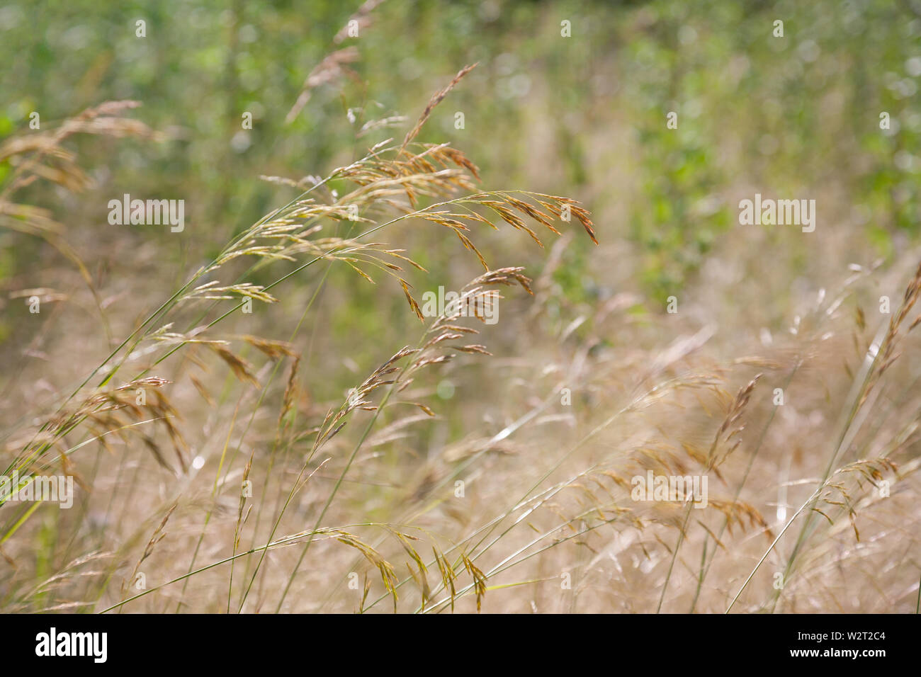 Steppe grass in the field, close Stock Photo - Alamy