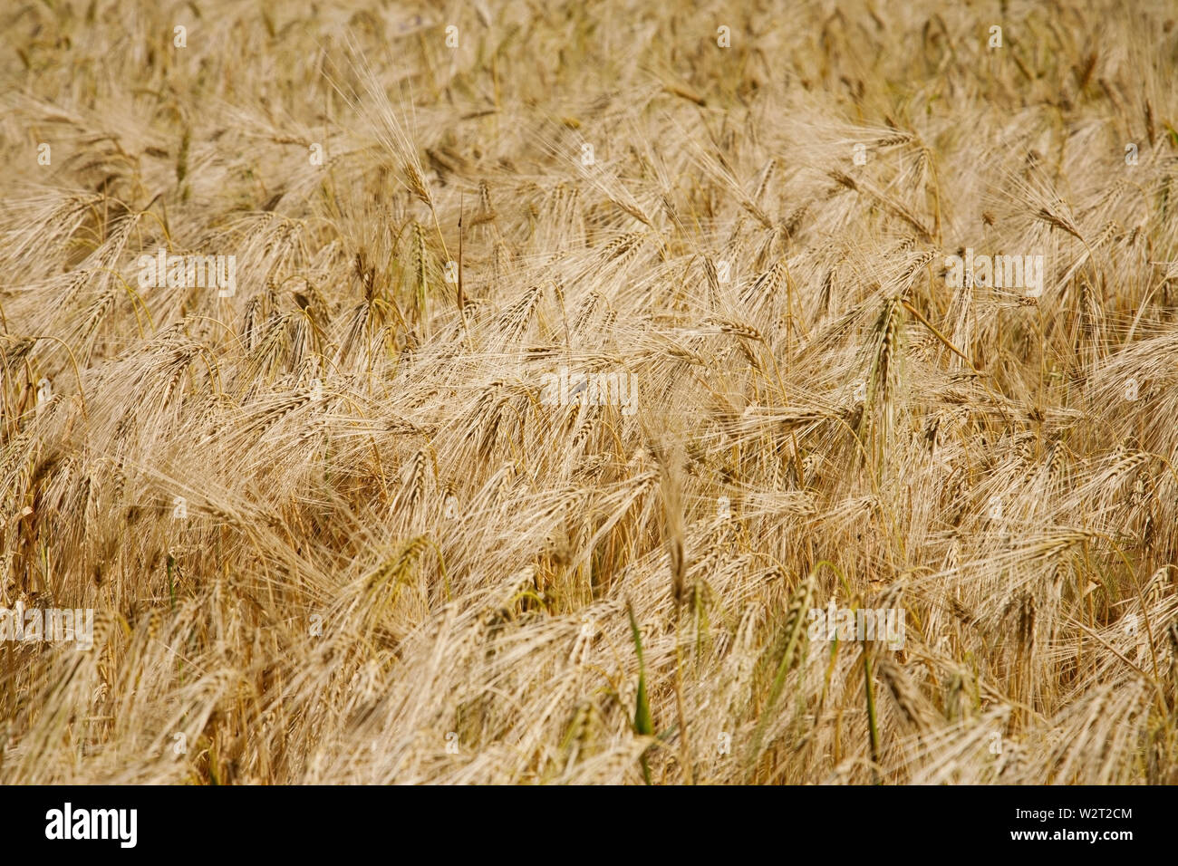 Barley field. Field of ripe barley close-up Stock Photo - Alamy