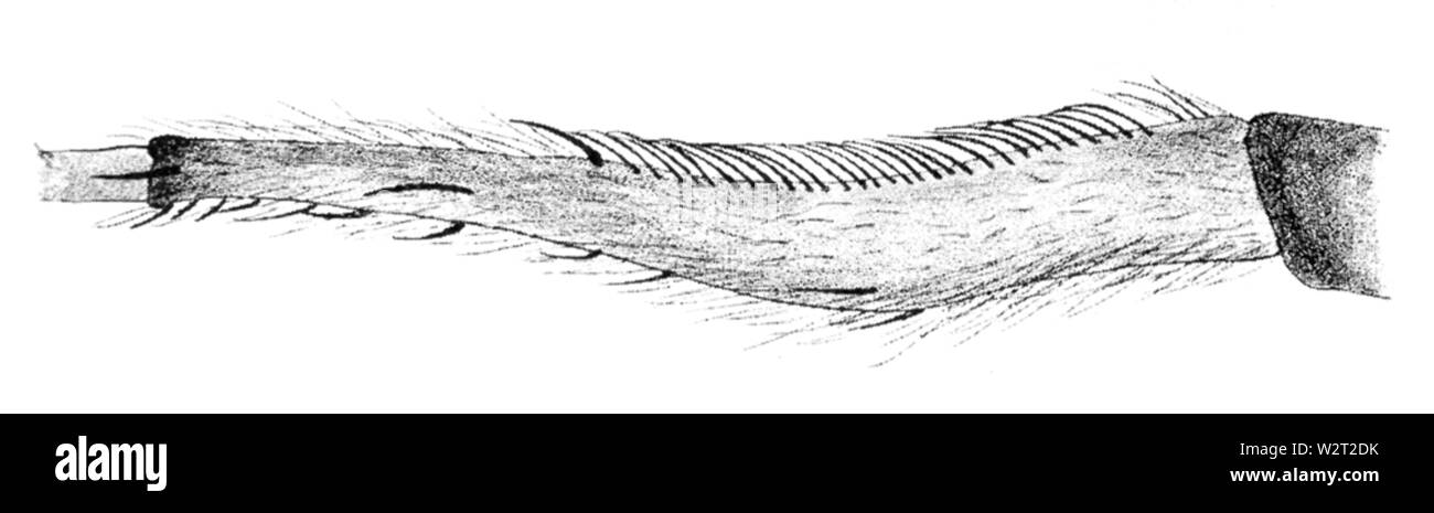 Comstock hi-res stock photography and images - Alamy