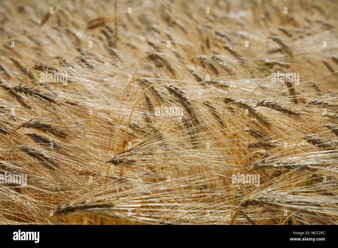 Barley field, field of ripe barley close-up Stock Photo - Alamy