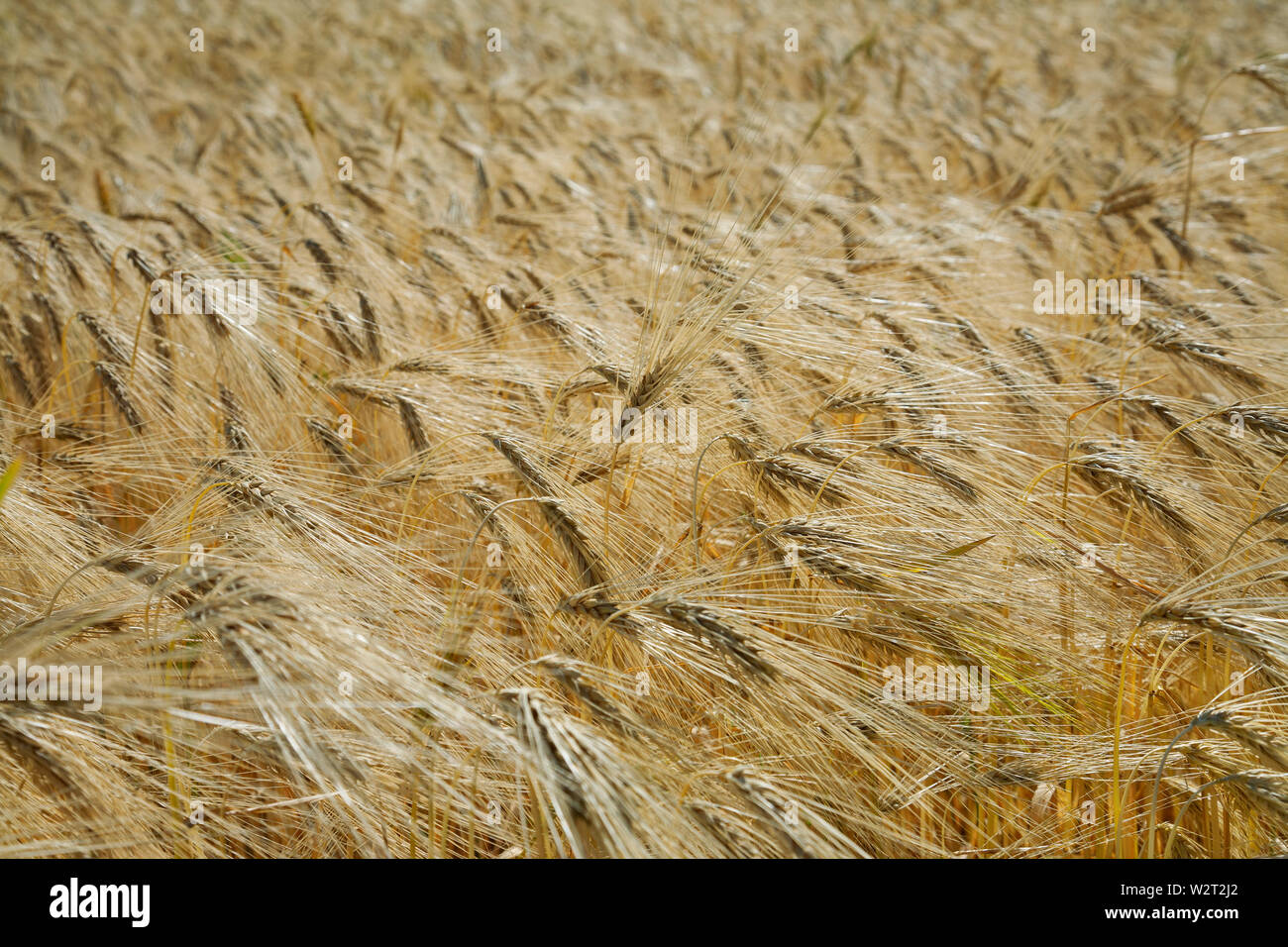 Barley spikelets farm field close hi-res stock photography and images ...
