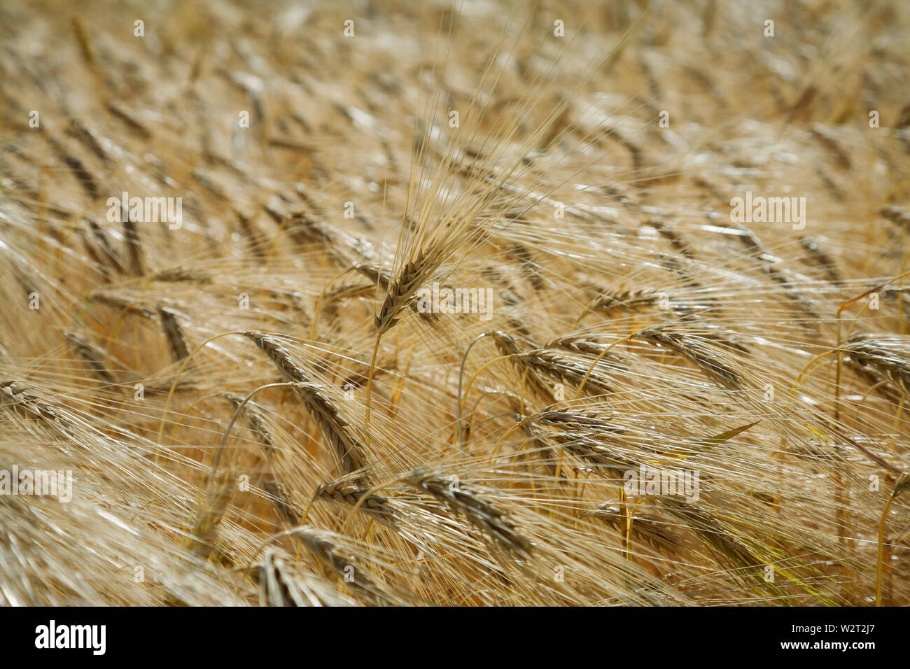 Barley field, field of ripe barley close-up Stock Photo - Alamy