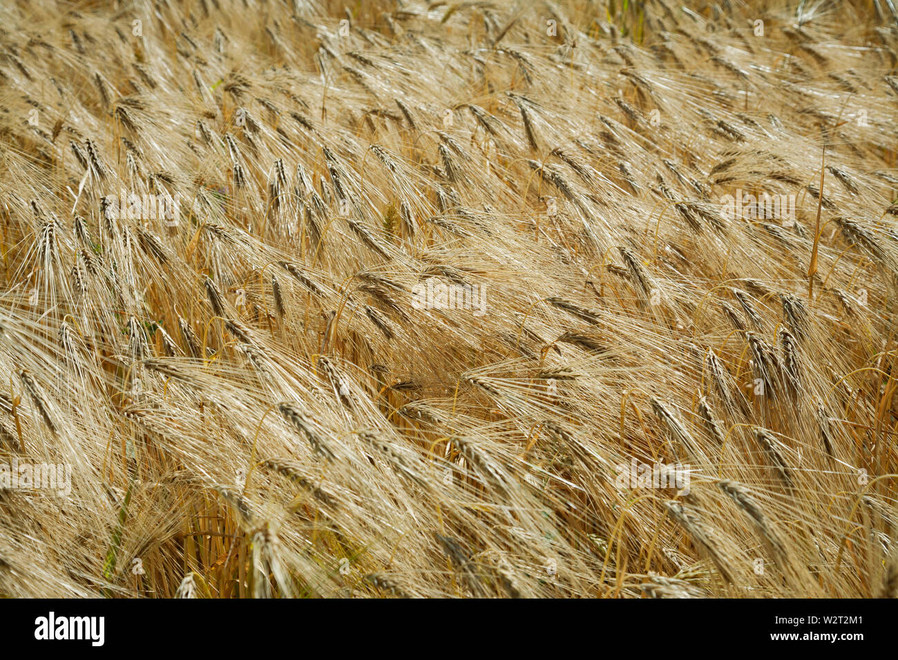 Barley field, field of ripe barley close-up Stock Photo - Alamy