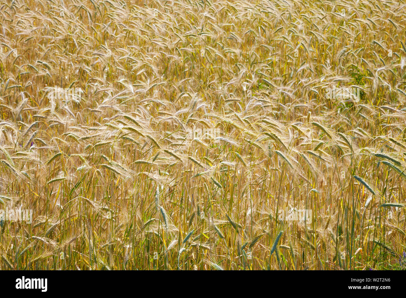 Barley spikelets farm field close hi-res stock photography and images ...