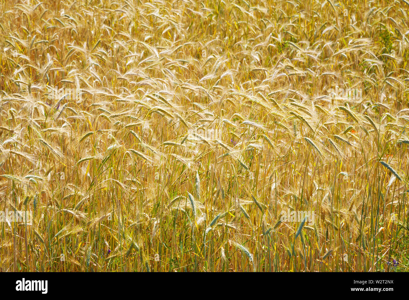 Barley field, field of ripe barley close-up Stock Photo - Alamy
