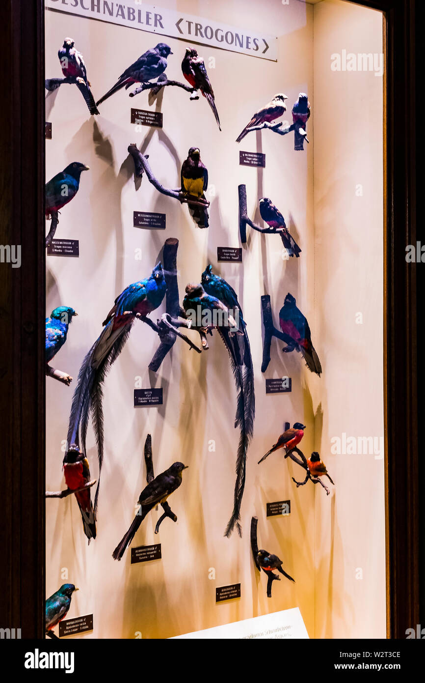 3 SEPTEMBER 2018, VIENNA, AUSTRIA: Collection of meteorites is ...