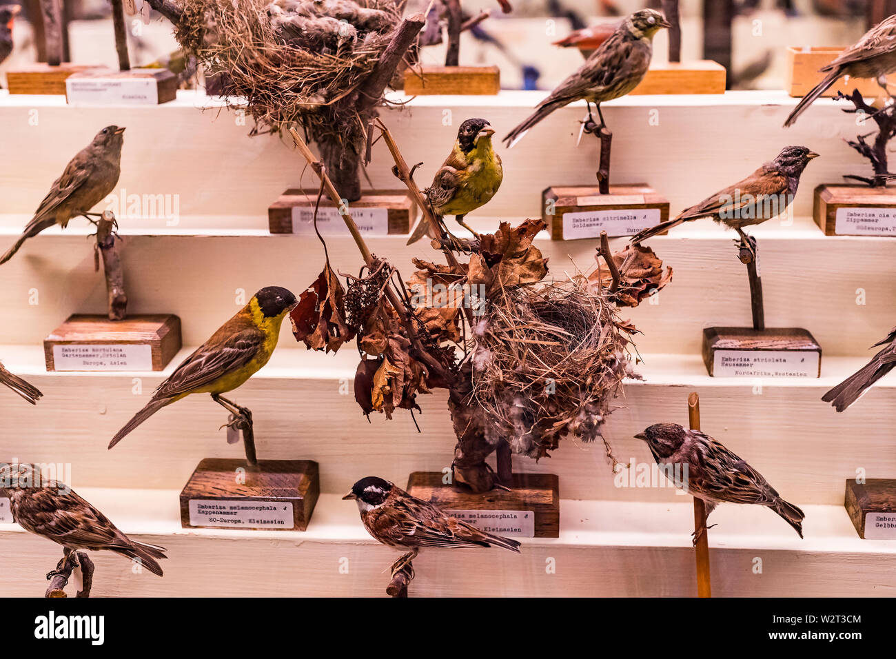 3 SEPTEMBER 2018, VIENNA, AUSTRIA: Collection of meteorites is ...