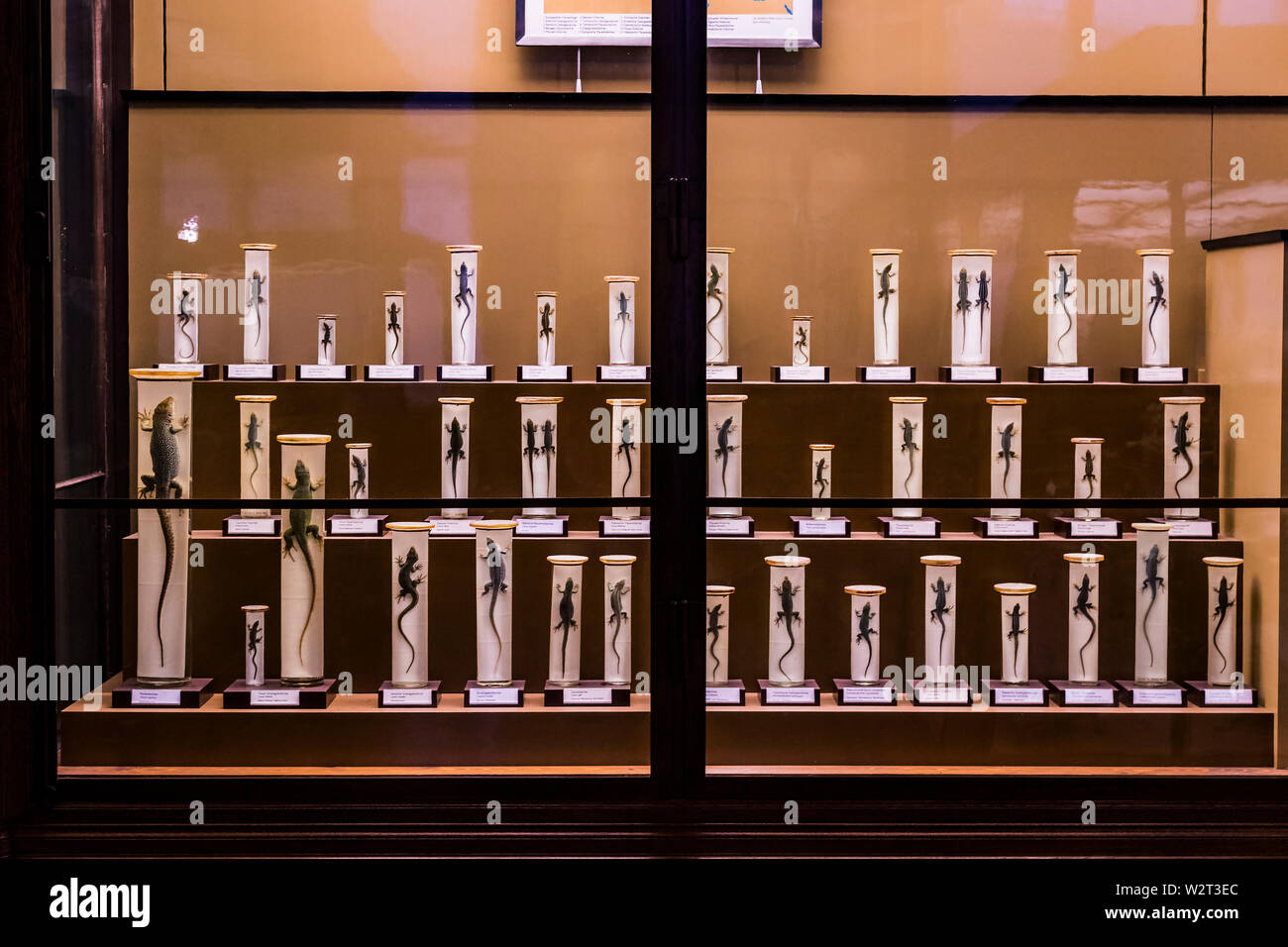 3 SEPTEMBER 2018, VIENNA, AUSTRIA: Collection of meteorites is ...