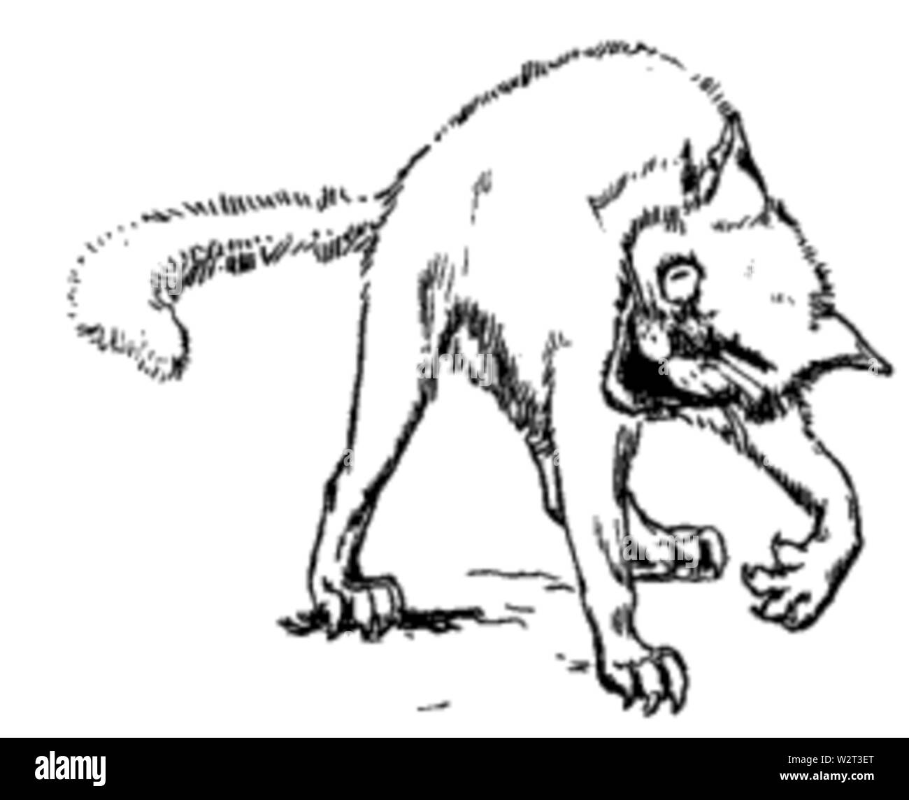 Connal Yellowclaw - Illustration 1 Stock Photo - Alamy