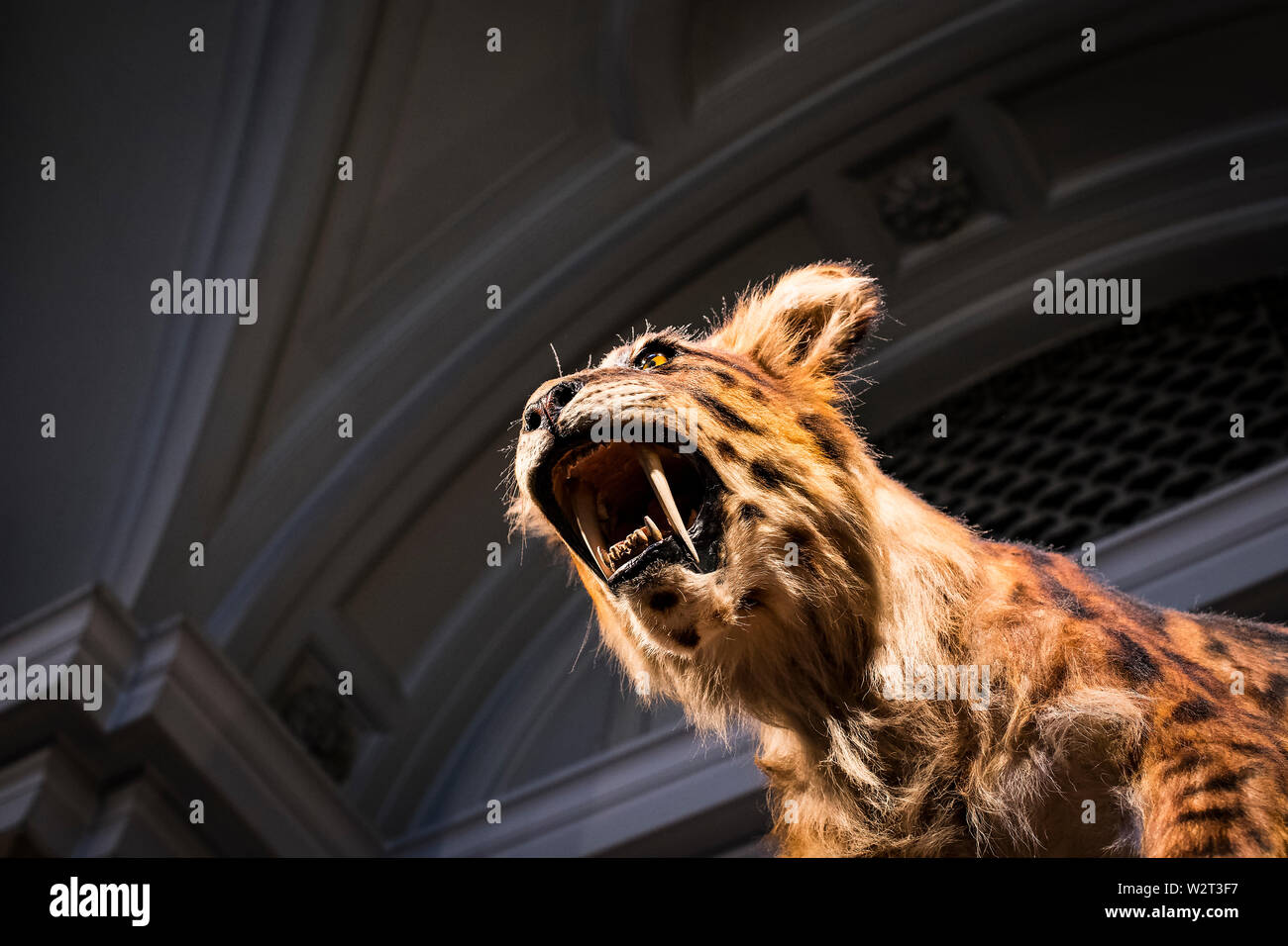 3 SEPTEMBER 2018, VIENNA, AUSTRIA: Collection of meteorites is ...
