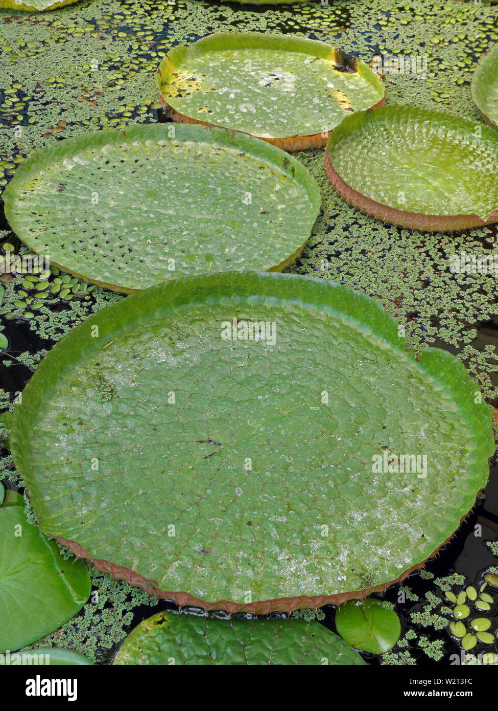 Victoria cruziana, water plant Stock Photo - Alamy