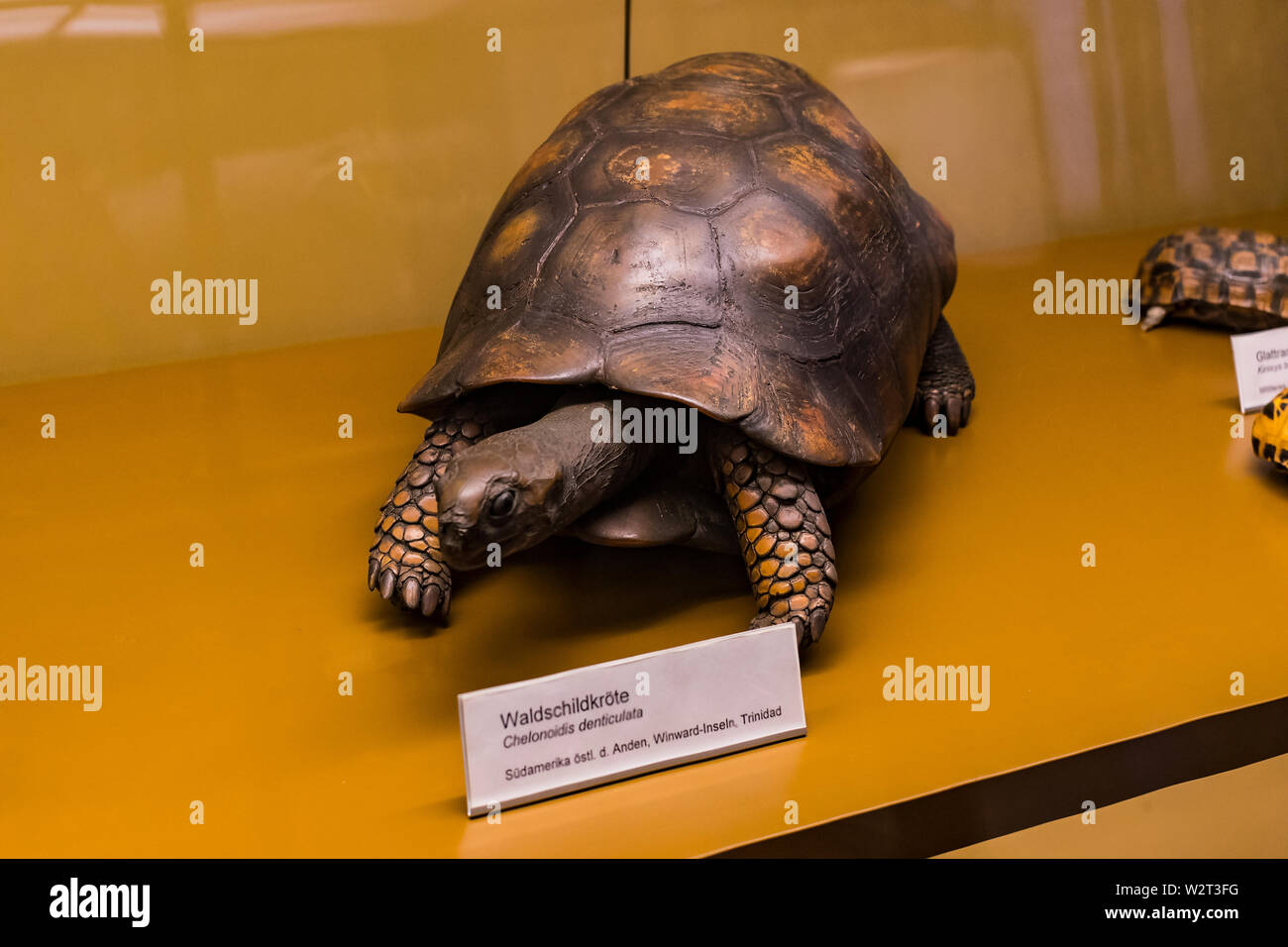 3 SEPTEMBER 2018, VIENNA, AUSTRIA: Collection of meteorites is ...