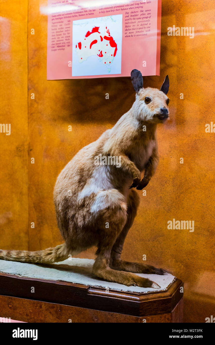 3 SEPTEMBER 2018, VIENNA, AUSTRIA: Collection of meteorites is ...