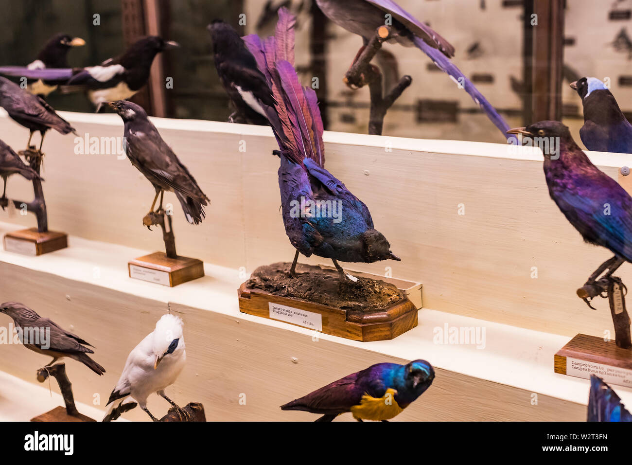 3 SEPTEMBER 2018, VIENNA, AUSTRIA: Collection of meteorites is ...