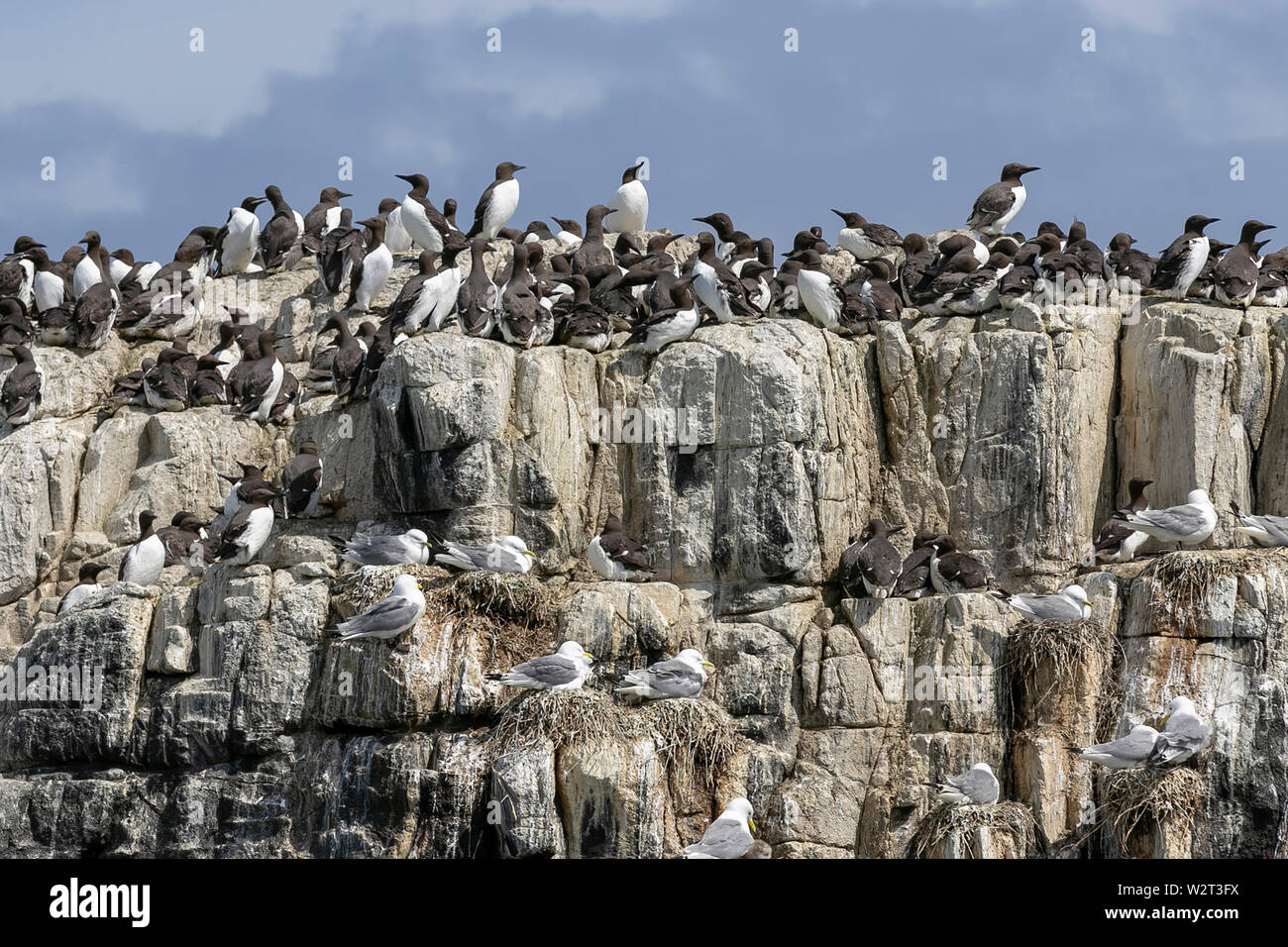 Cliff nesting birds hi-res stock photography and images - Alamy