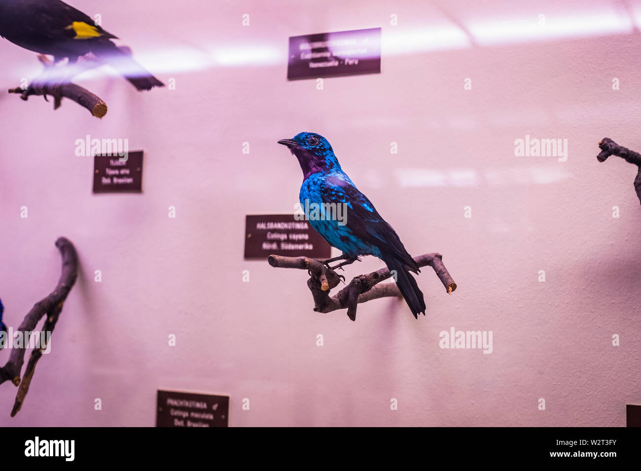 3 SEPTEMBER 2018, VIENNA, AUSTRIA: Collection of meteorites is ...