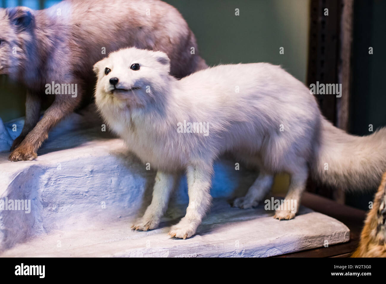 Vienna meteorite collection hi-res stock photography and images - Alamy