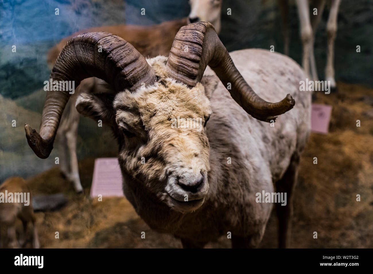 3 SEPTEMBER 2018, VIENNA, AUSTRIA: Collection of meteorites is ...