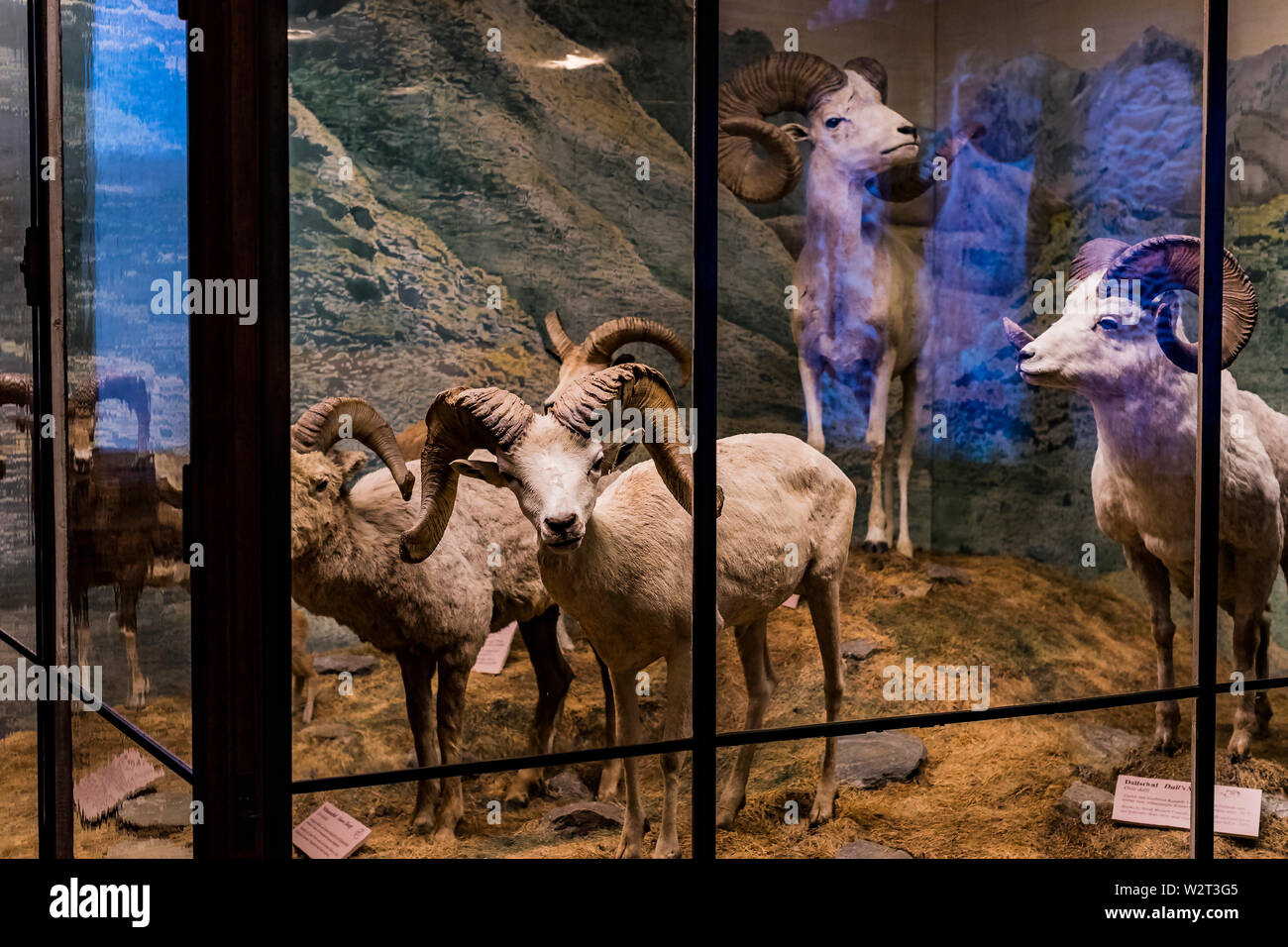 3 SEPTEMBER 2018, VIENNA, AUSTRIA: Collection of meteorites is ...