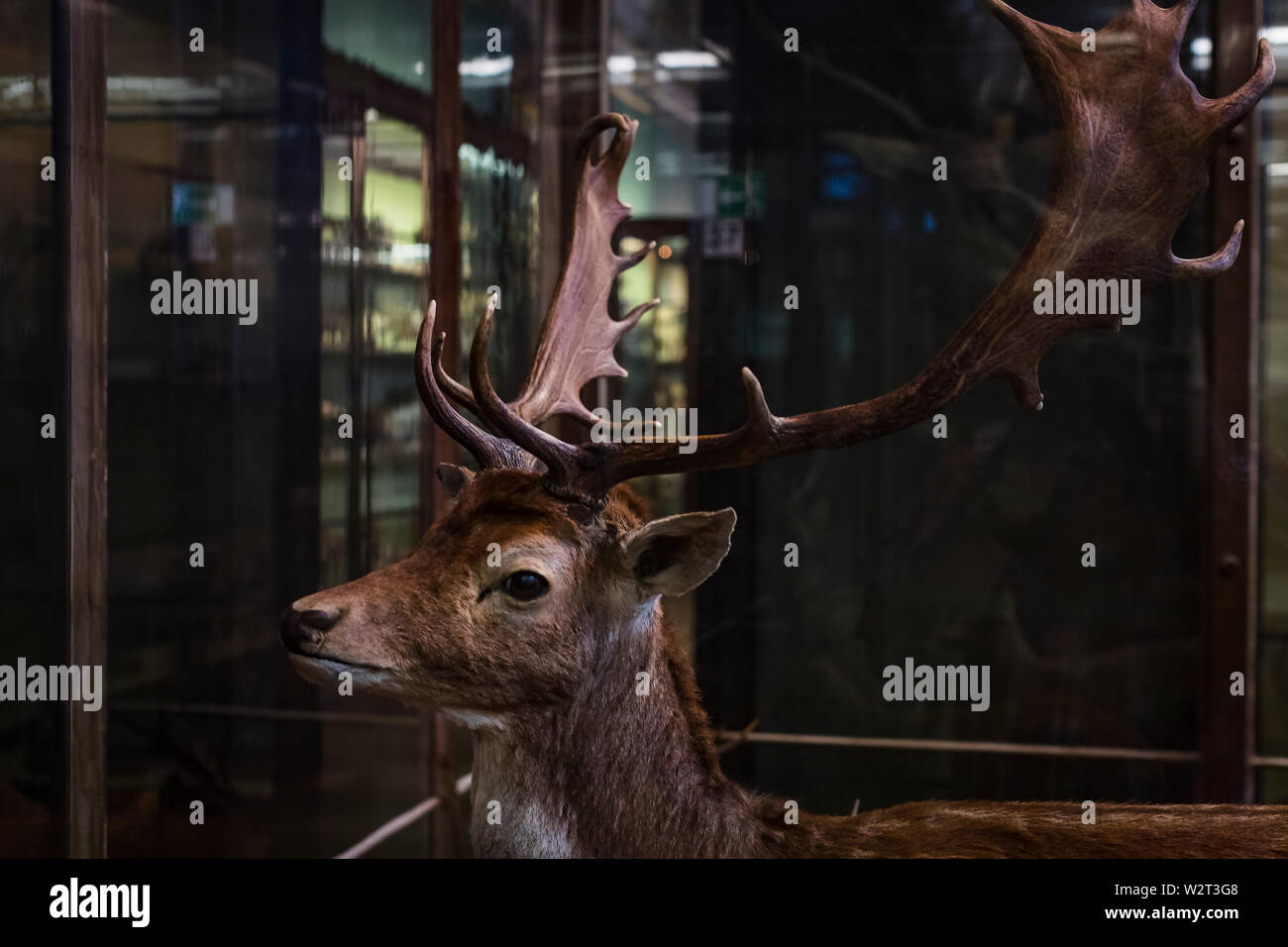 3 SEPTEMBER 2018, VIENNA, AUSTRIA: Collection of meteorites is ...